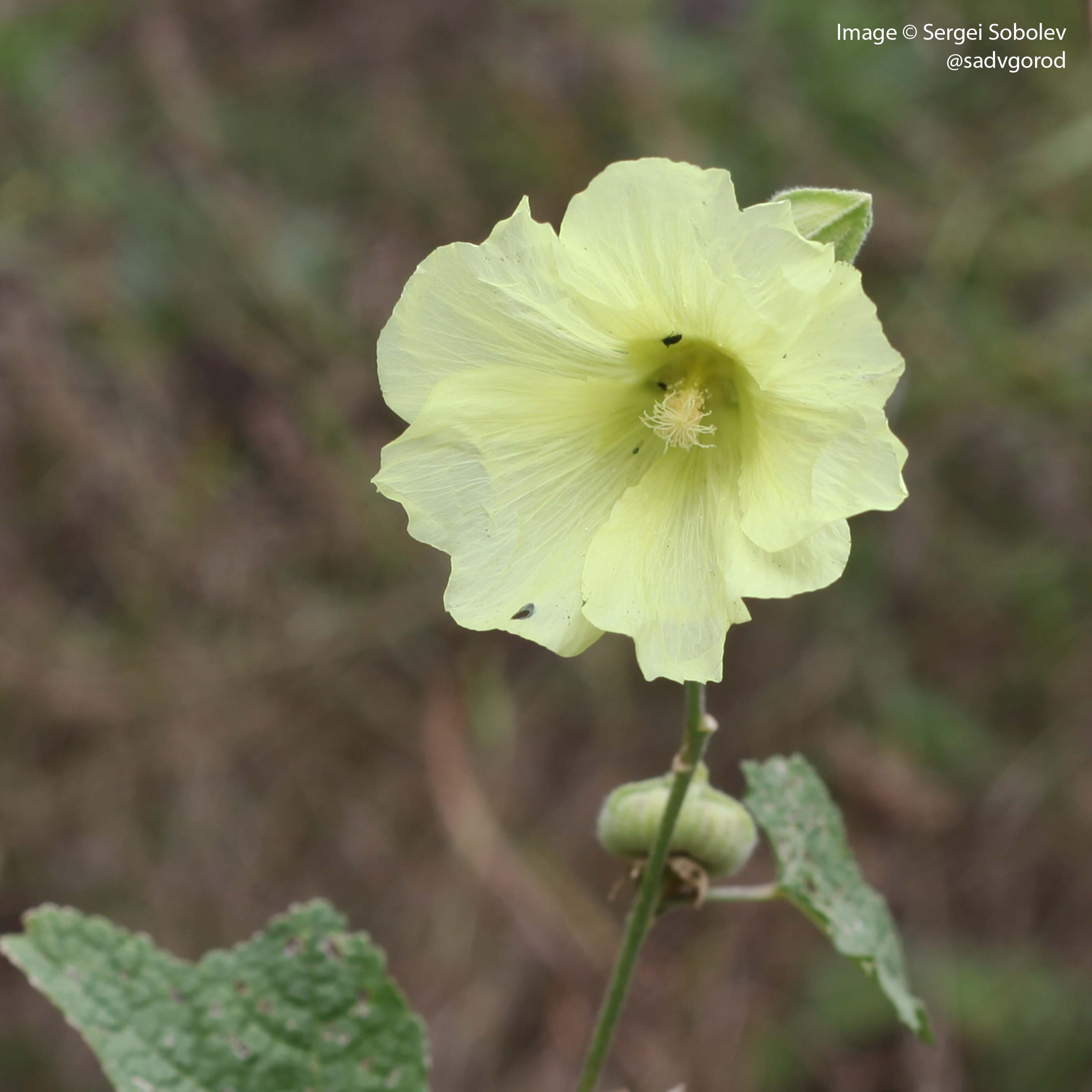 /459 Alcea rugosa