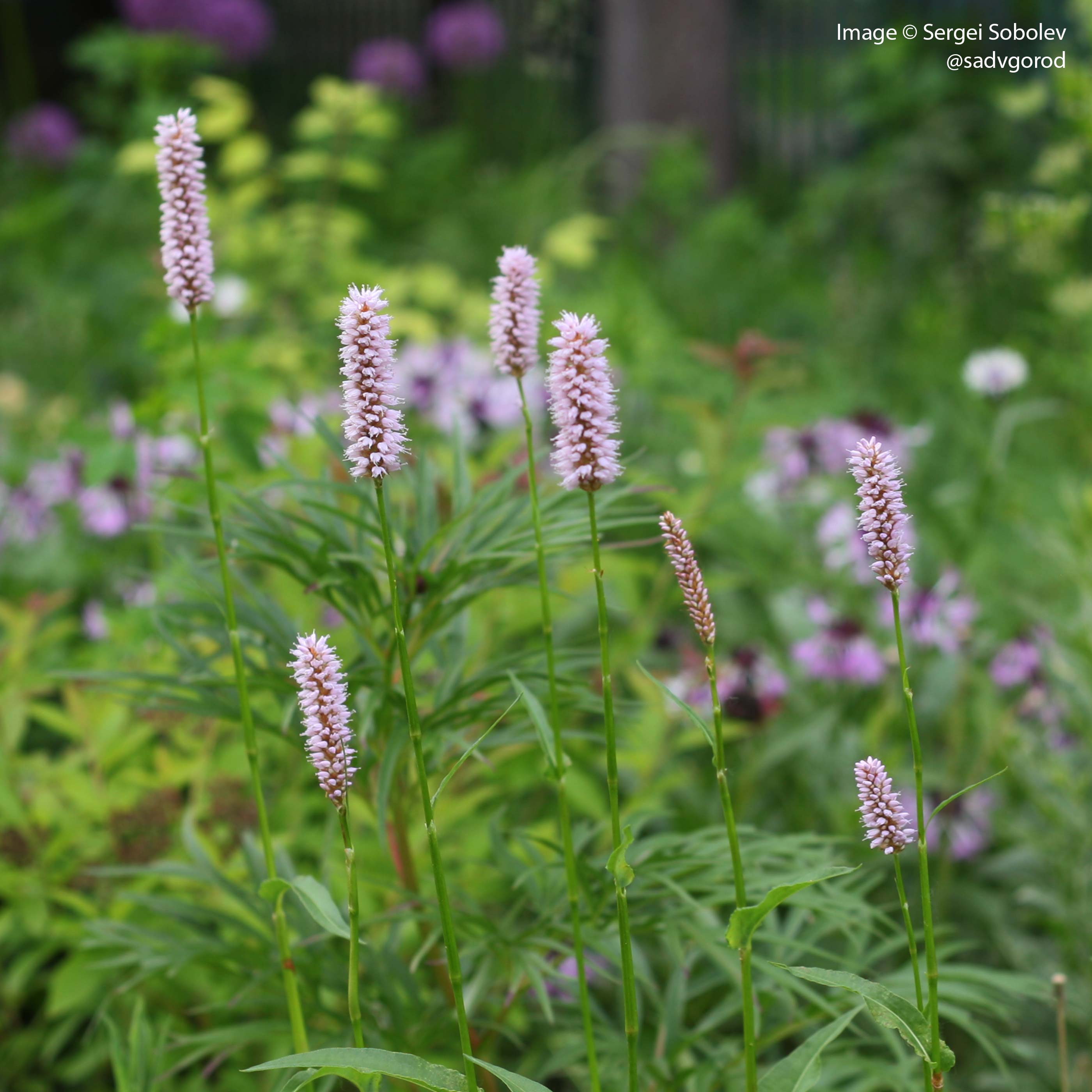/460 Bistorta officinalis